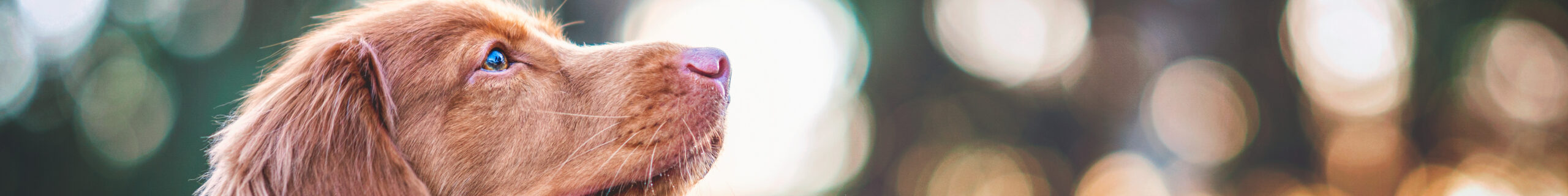 Instagram – Offshore Duck Dogs