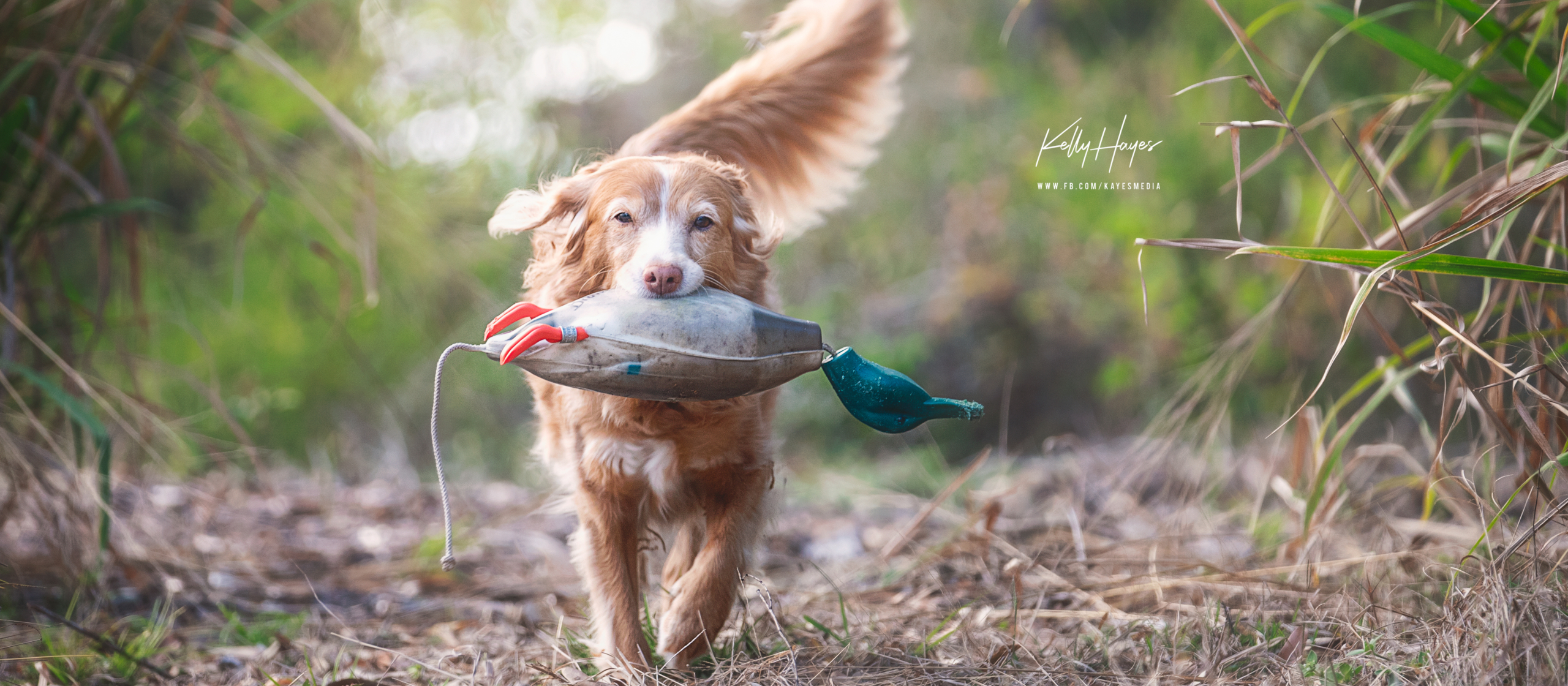 Offshore Duck Dogs